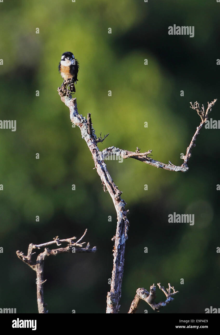 Falconets of asia hi-res stock photography and images - Alamy
