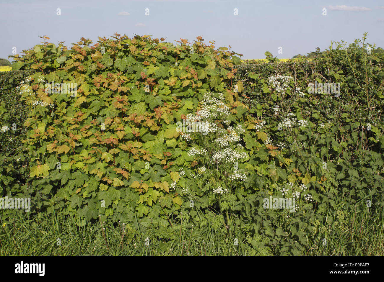Sycamore (Acer pseudoplatanus) growing in hedgerow at roadside, with ...