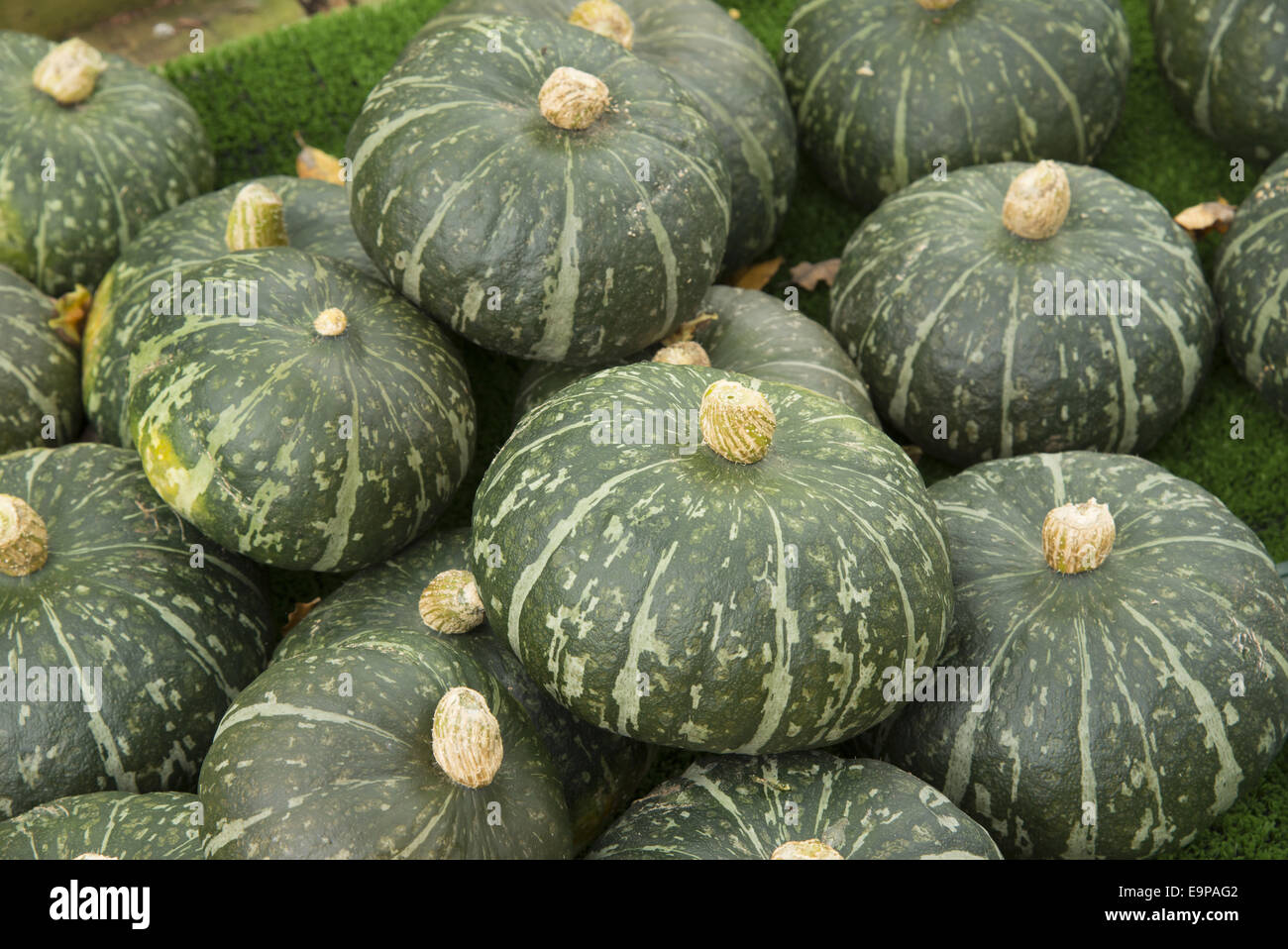 Squash cucurbita sp hi-res stock photography and images - Alamy