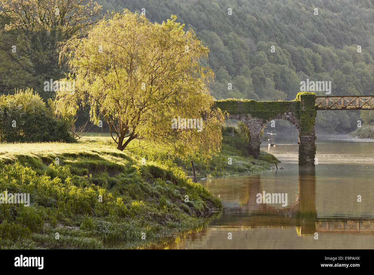 View of tree on riverbank near footbridge, Old Tramway Bridge, River ...