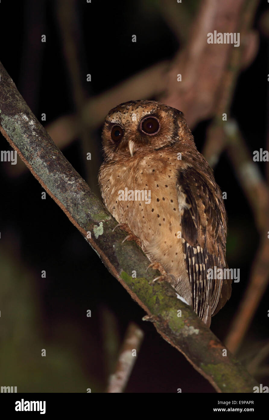 P rufescens hi-res stock photography and images - Alamy