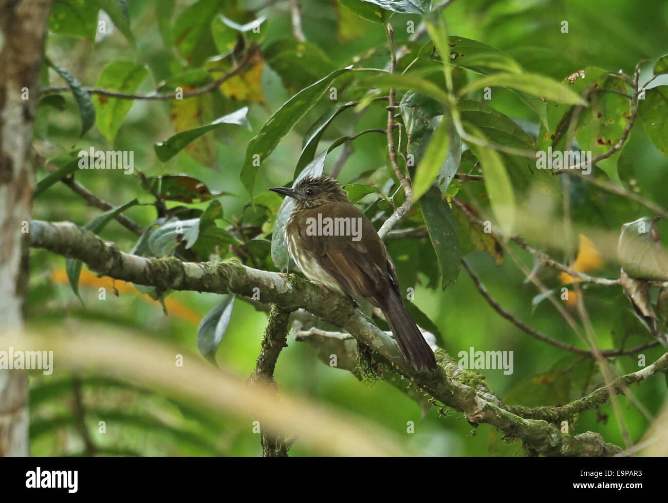 Cream-striped Bulbul (Pycnonotus leucogrammicus) adult, perched on ...