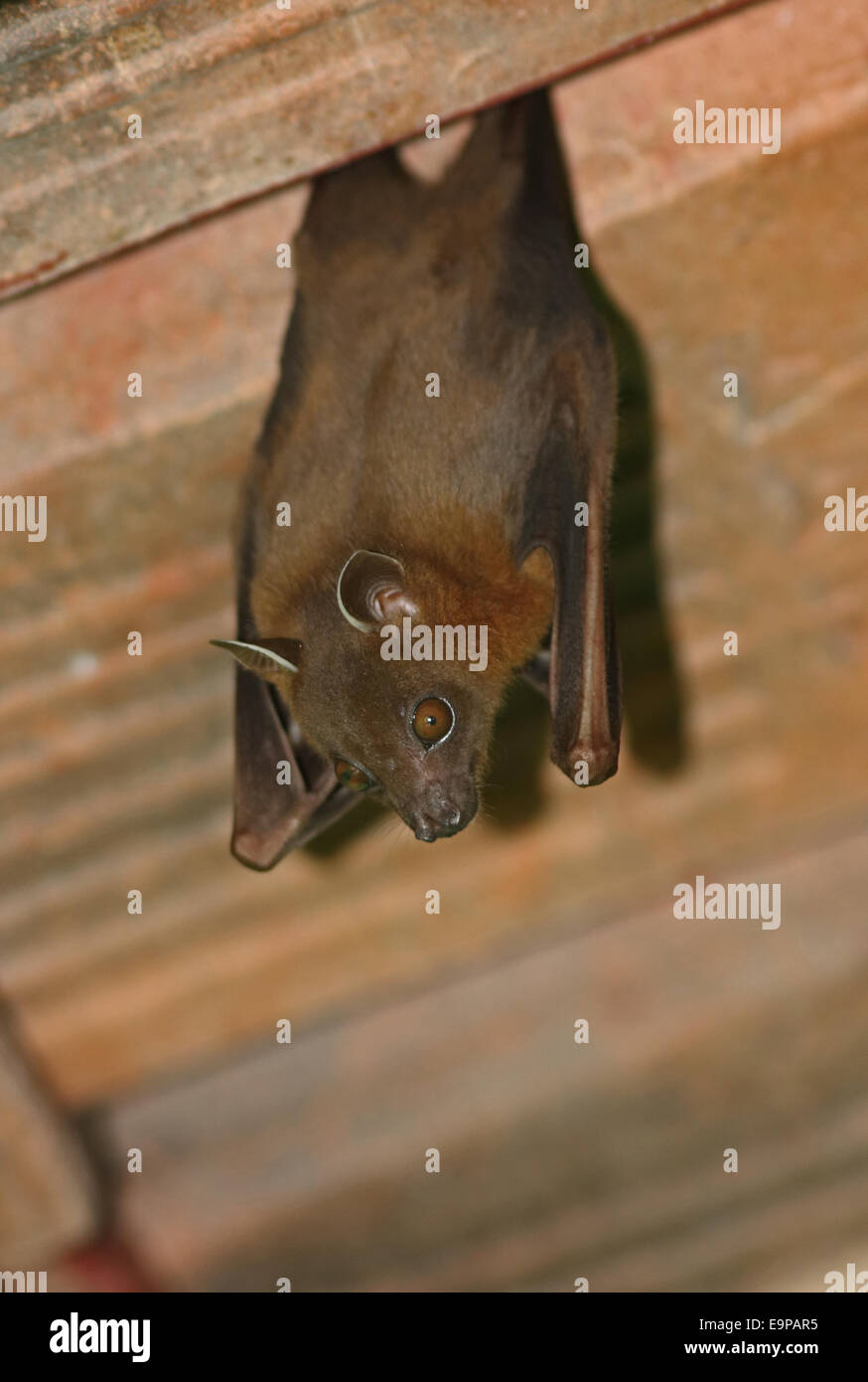 Greater Short-nosed Fruit Bat (Cynopterus sphinx) adult, hanging from ...