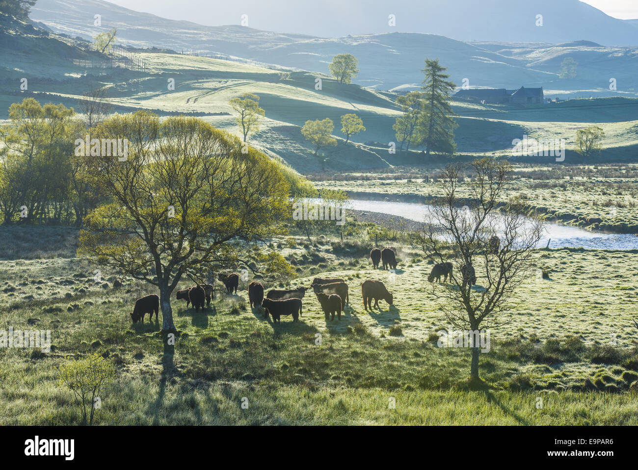 Domestic Cattle, Aberdeen Angus beef herd, backlit on pasture in early ...