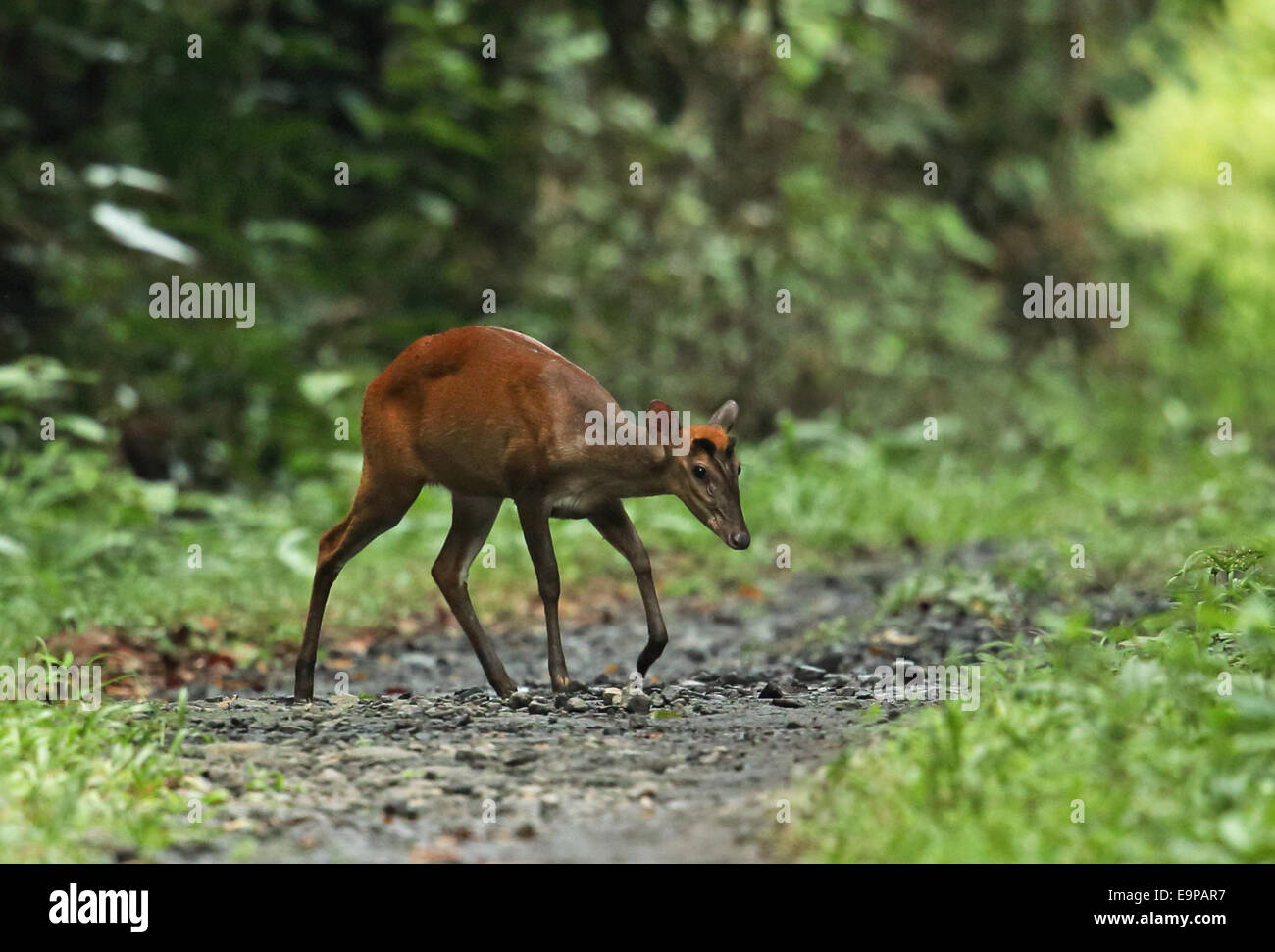 Indian Muntjac (Muntiacus muntjak) adult female, walking across track ...
