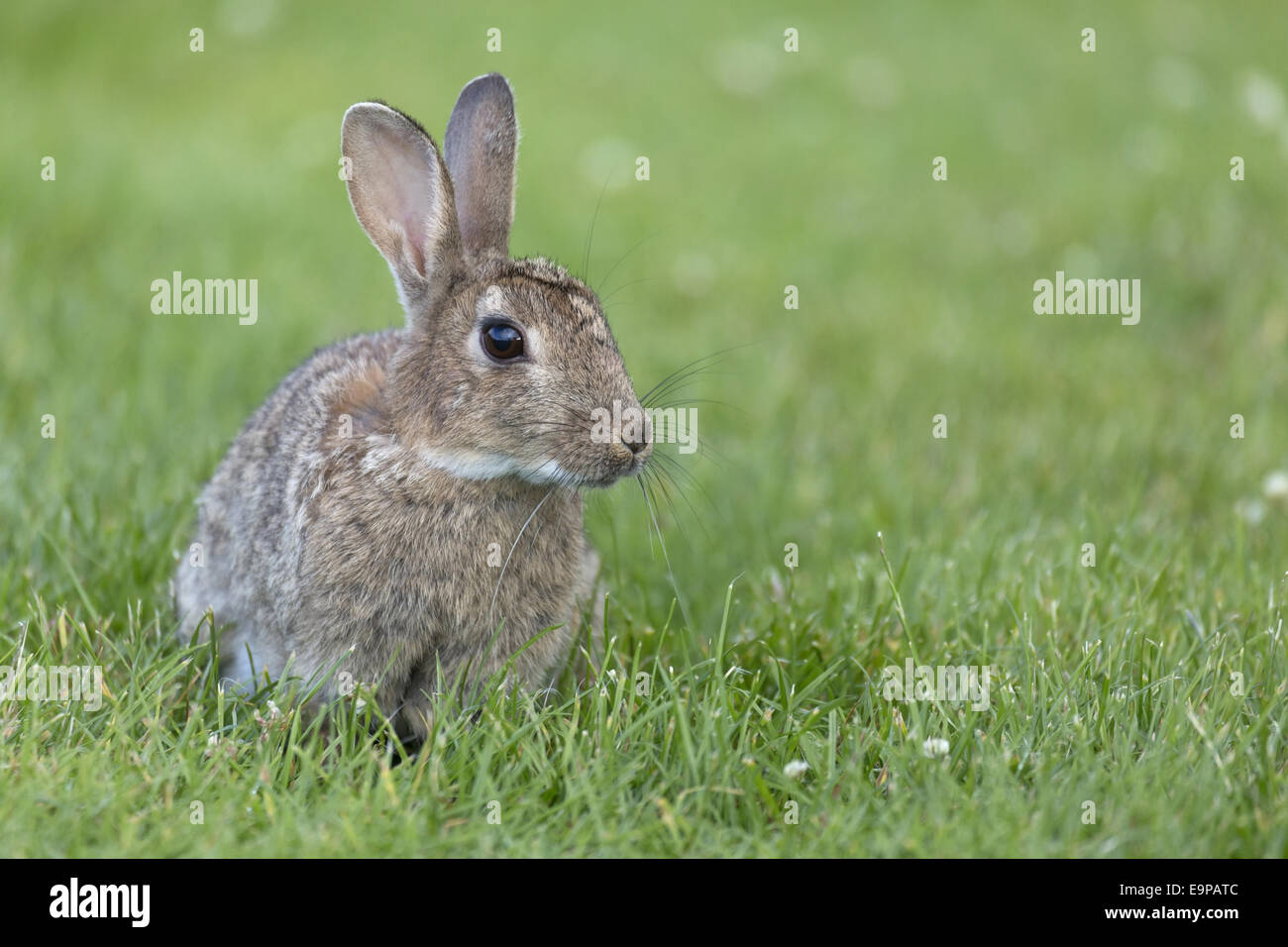 European Rabbit (Oryctolagus cuniculus) adult, sitting on meadow, near ...