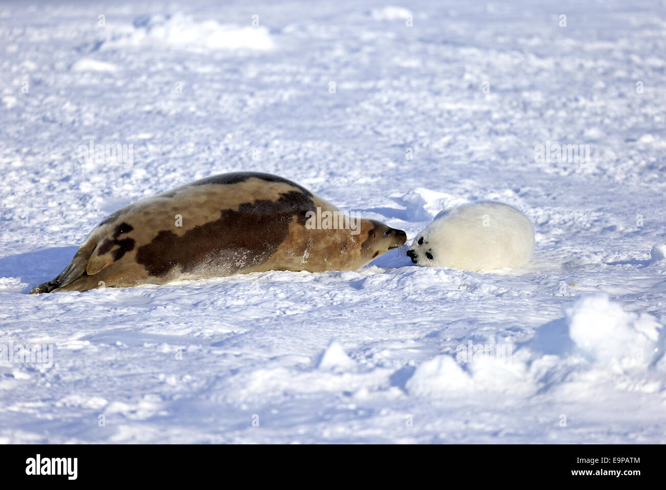 Seals seal female ice magdalen islands hi-res stock photography and ...