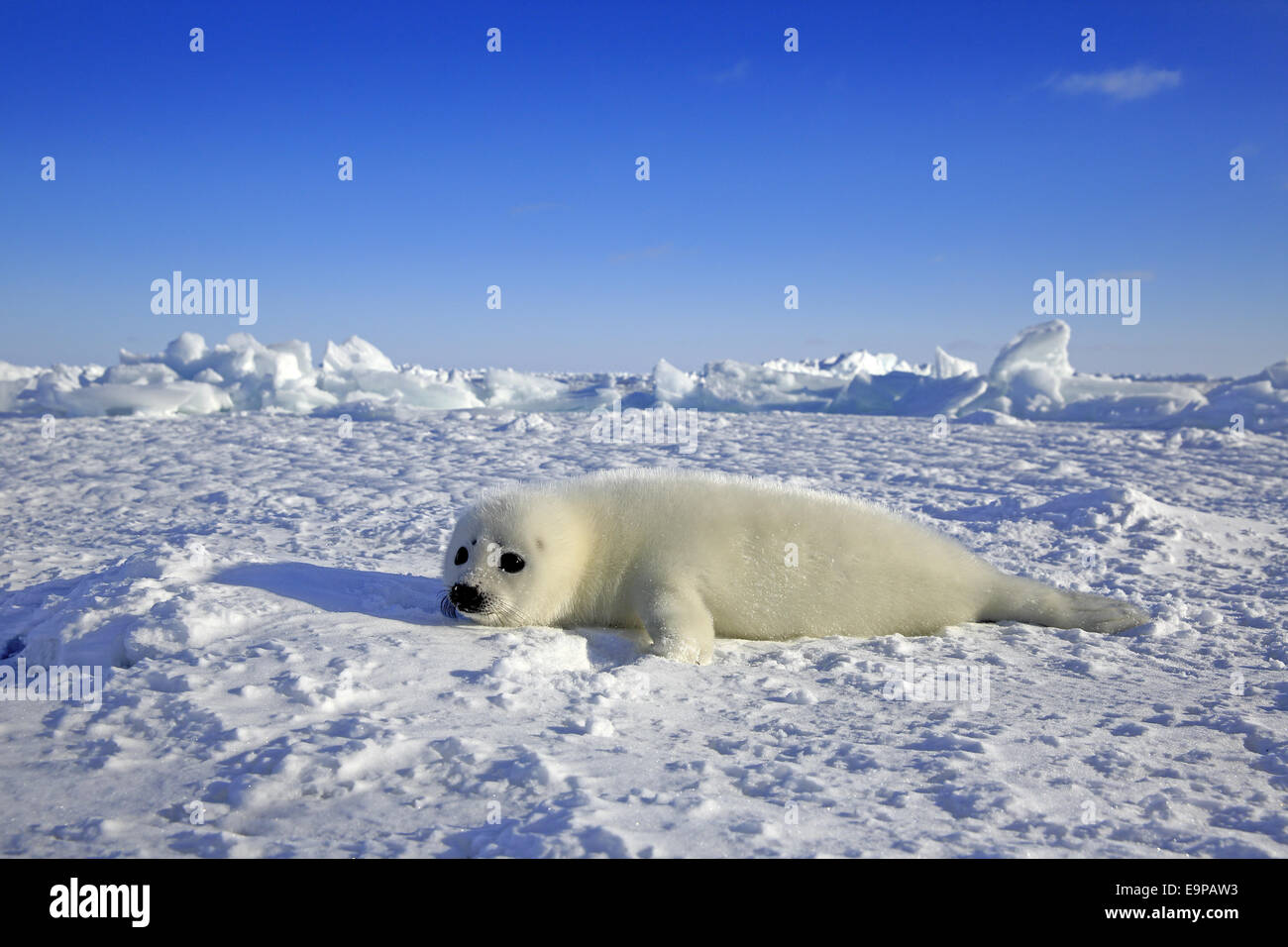 Harp Seal (Pagophilus groenlandicus) pup, resting on pack ice, Magdalen Islands, Gulf of St ...
