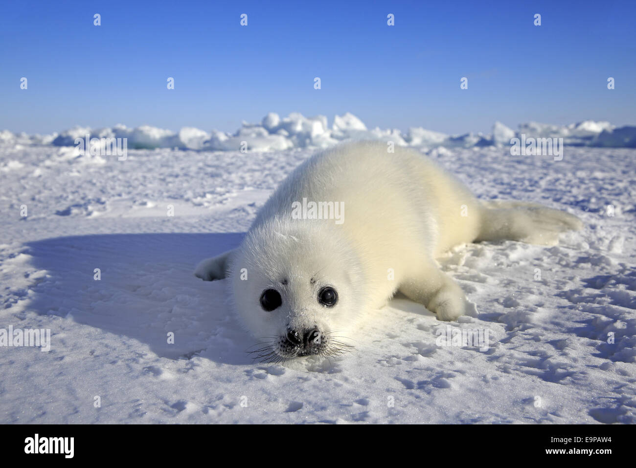 Harp Seal (Pagophilus groenlandicus) pup, resting on pack ice, Magdalen Islands, Gulf of St ...
