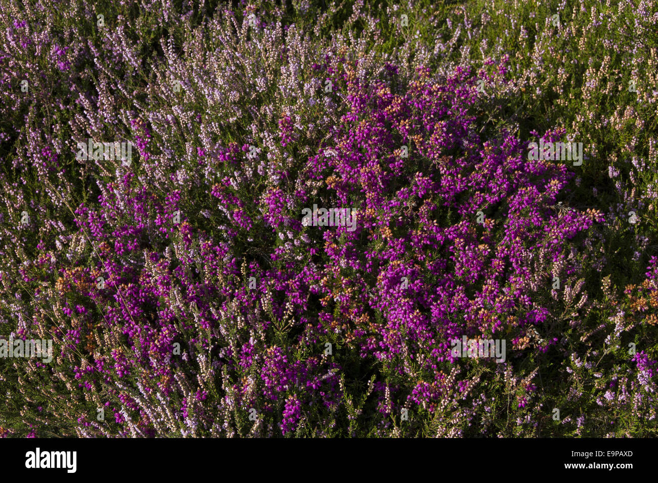 A mix of Heather and Bell Heather Stock Photo - Alamy