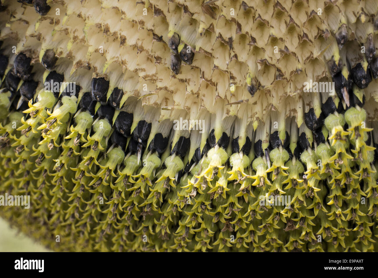 Ripe flower seeds hi-res stock photography and images - Alamy