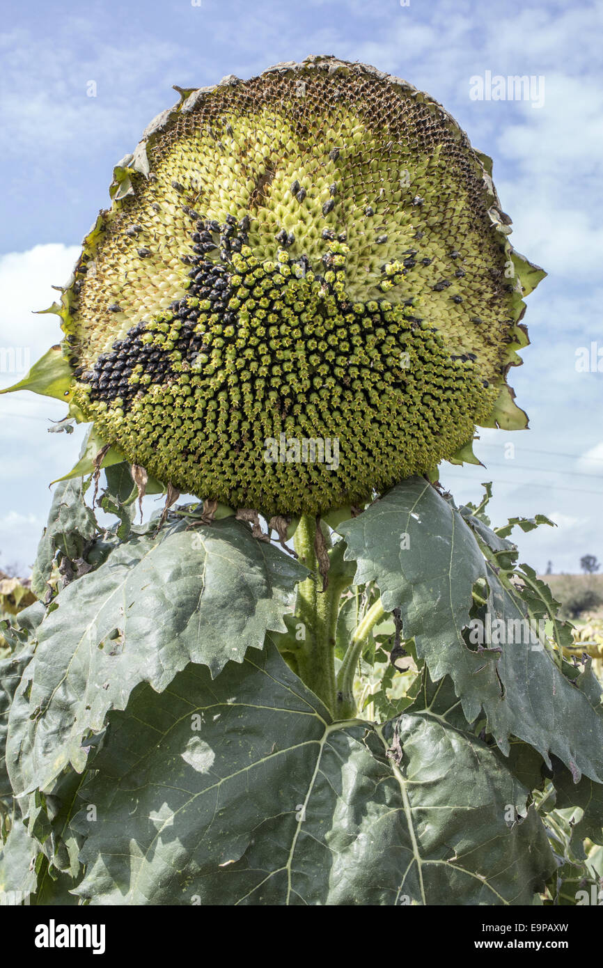 Ripe flower seeds hi-res stock photography and images - Alamy