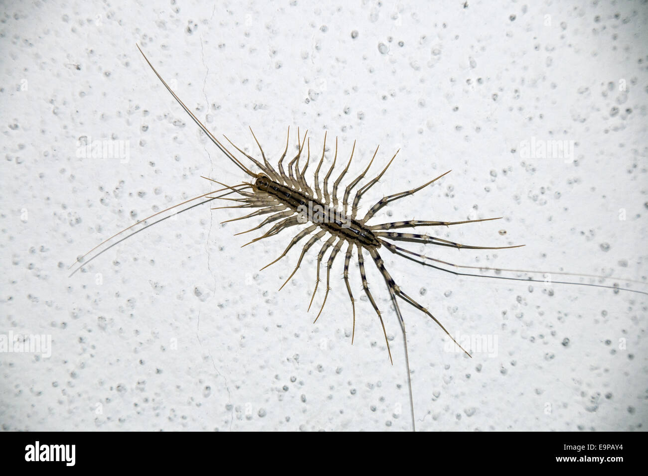House Centipede, Scutigera coleoptrata, Italy Stock Photo - Alamy