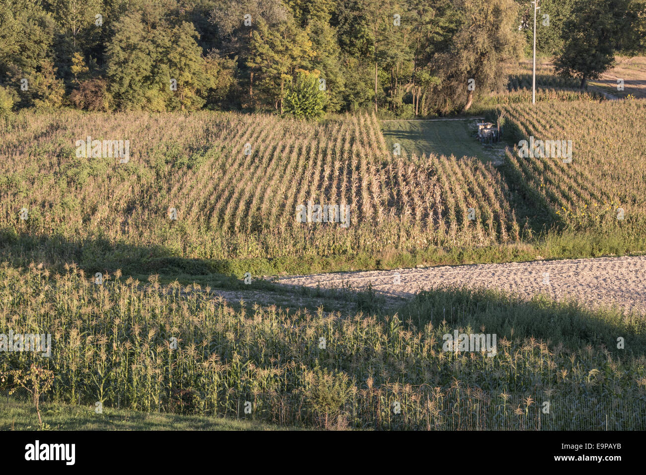 Small fields of maize being grown as animal feed in Northern Italy ...