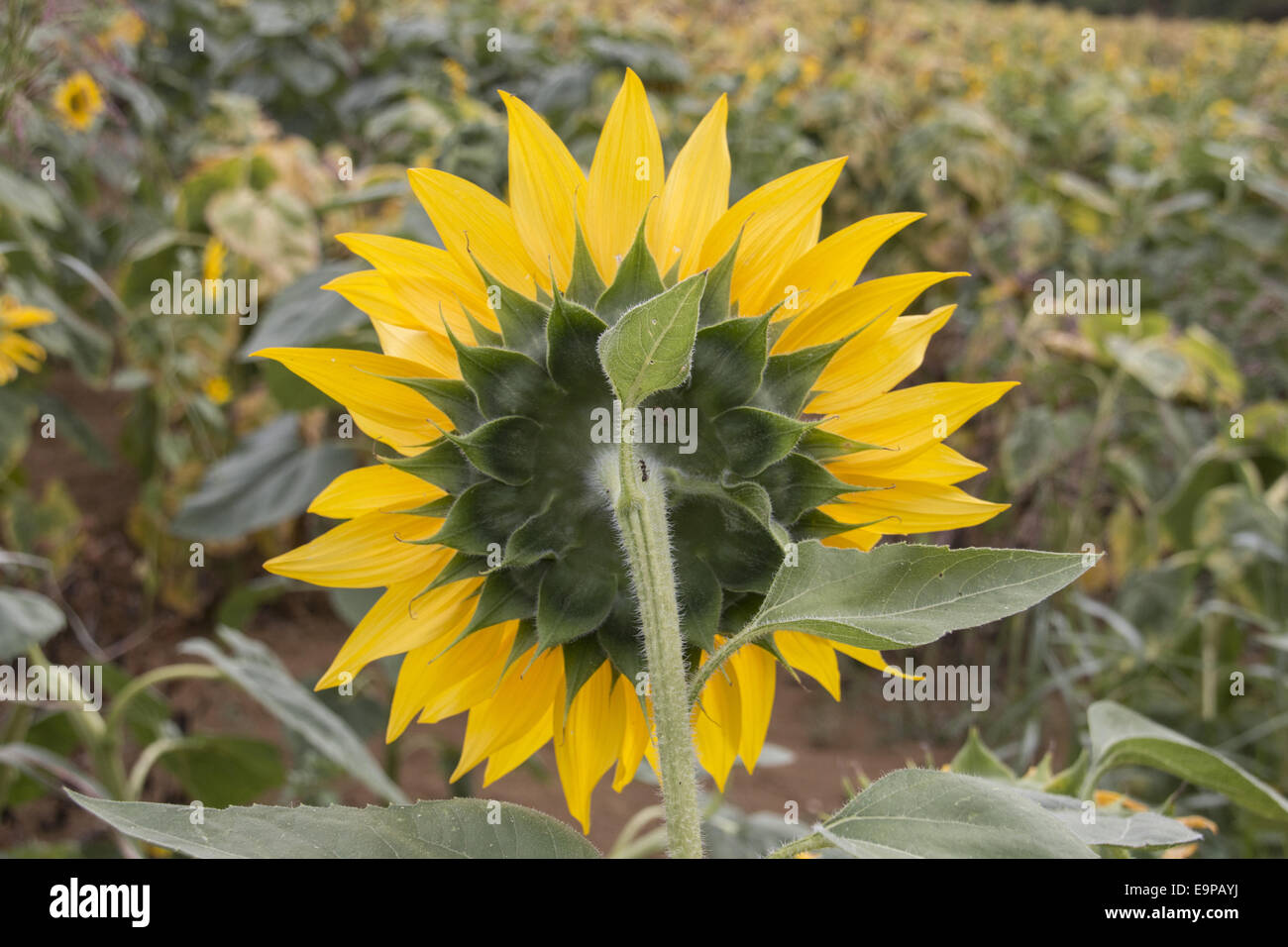 Back of flowering sun flower head Stock Photo - Alamy