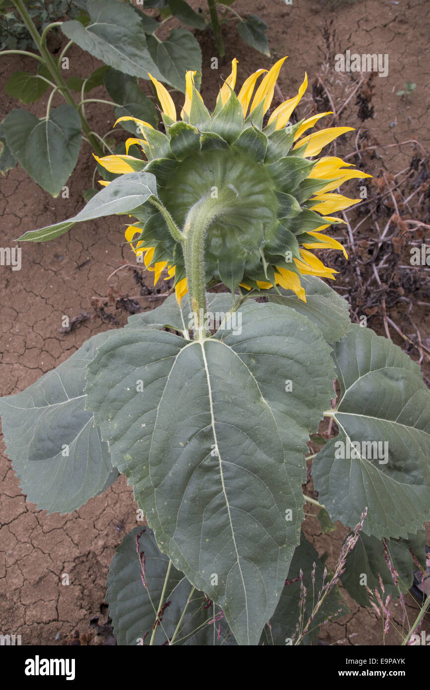 Back of flowering sun flower head Stock Photo - Alamy