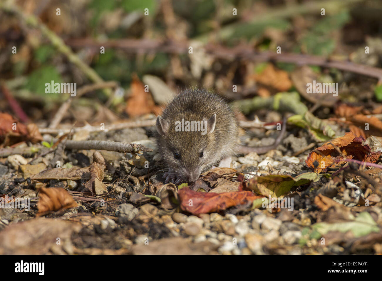 A young Brown Rat about 14 days old Stock Photo - Alamy