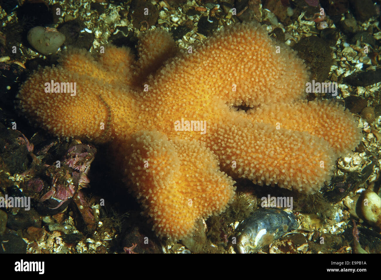 Dead Man's Fingers (Alcyonium digitatum) colony, growing on seabed in ...