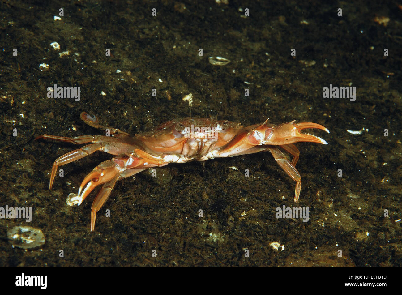 Harbour Crab (Liocarcinus depurator) adult, on muddy silt in sea loch ...