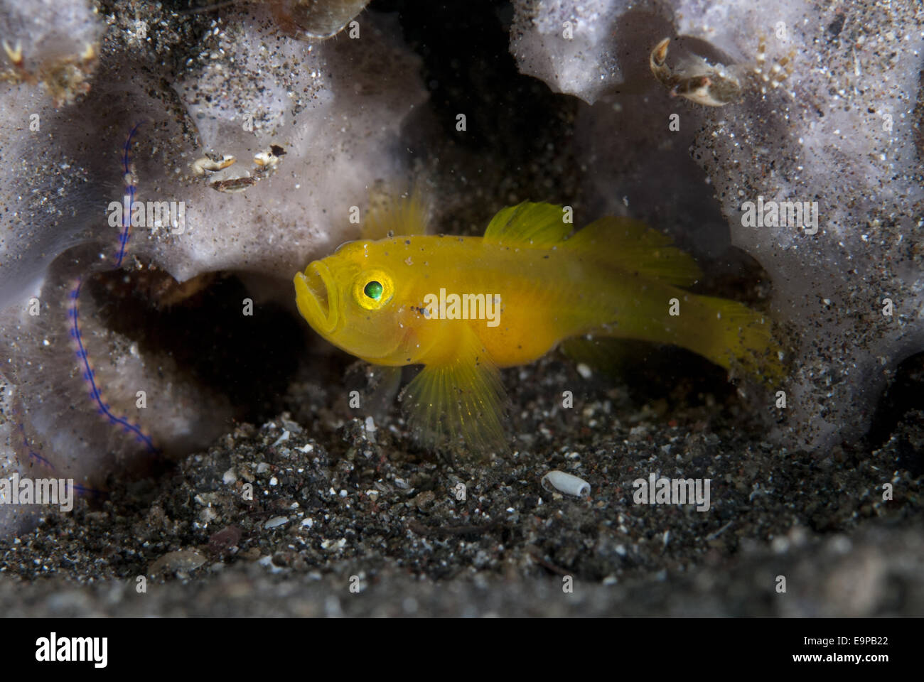 Ornate Slippery Goby (Lubricogobius ornatus) adult, on black sand ...