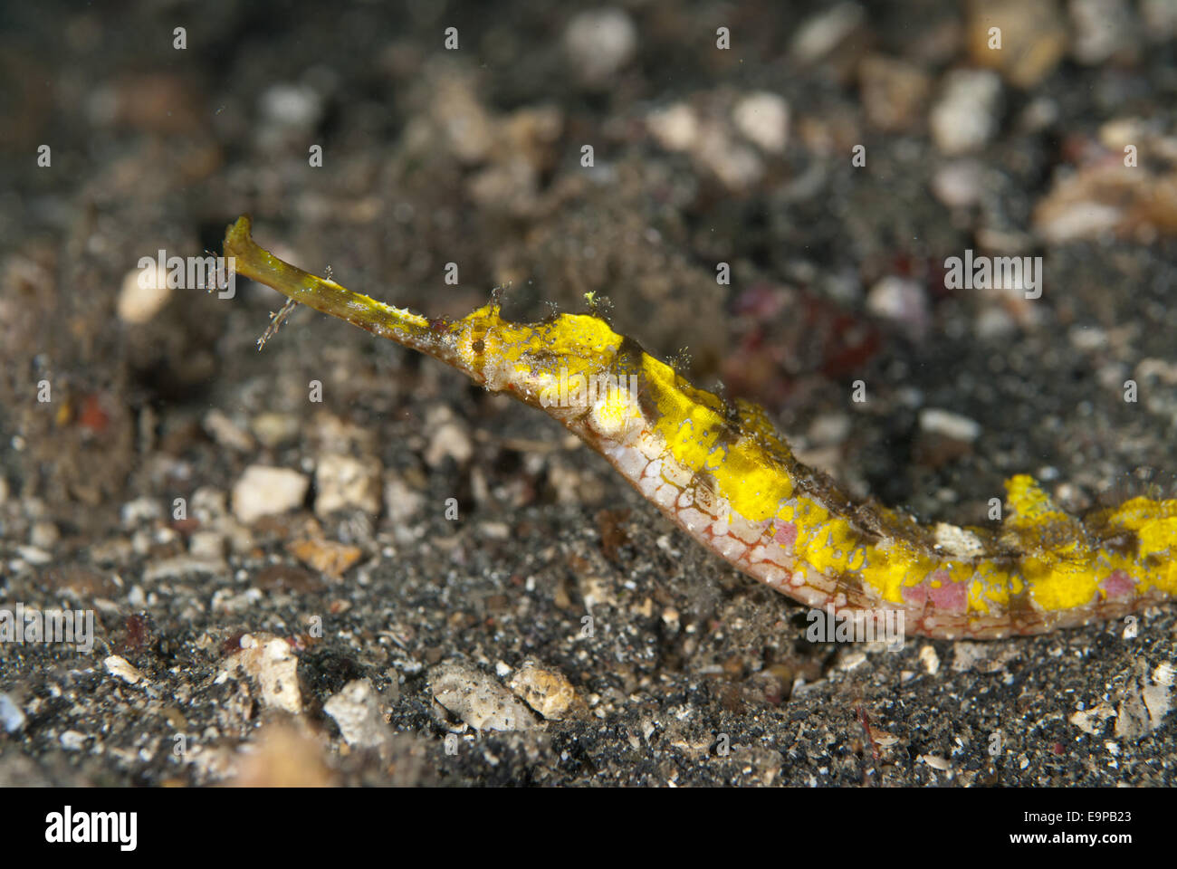 Halicampus hi-res stock photography and images - Alamy