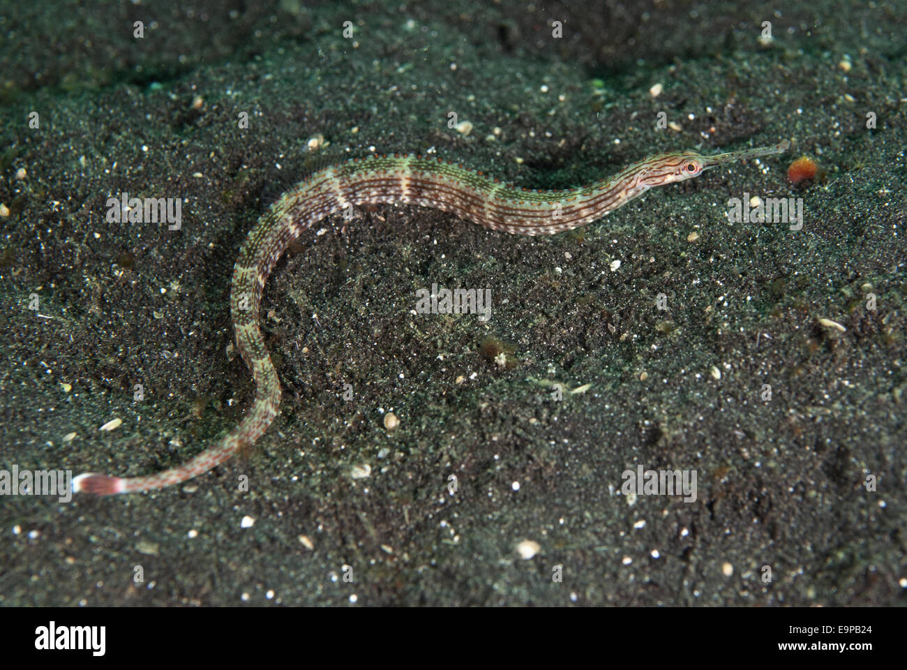 Ocellatus pipefish hi-res stock photography and images - Alamy