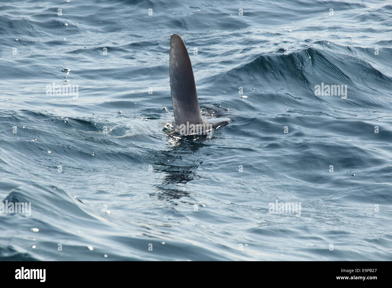 Ocean Sunfish (Mola mola) adult, swimming with dorsal fin at surface of ...