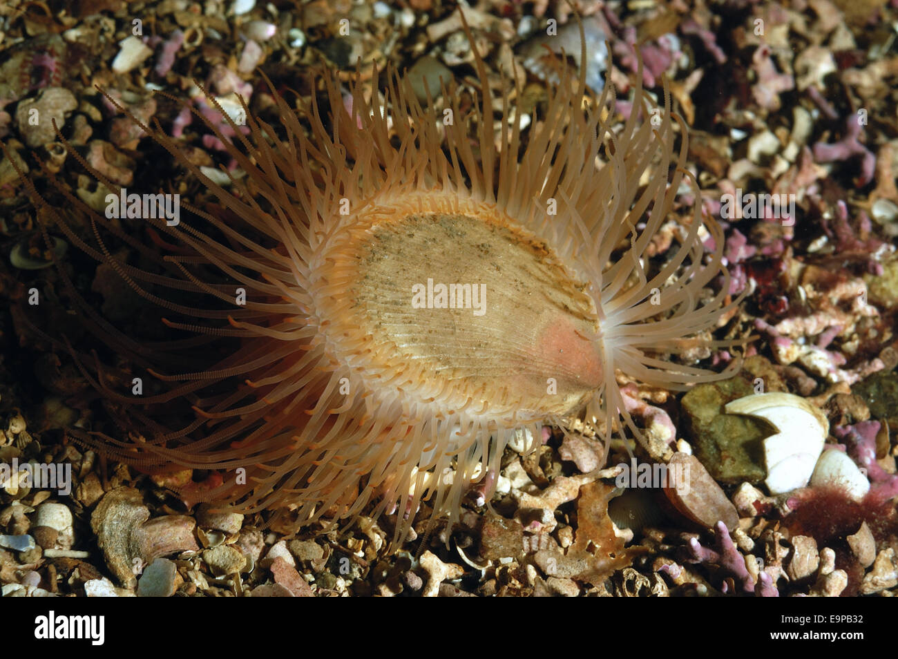 Flame shells (limaria hians) hi-res stock photography and images - Alamy
