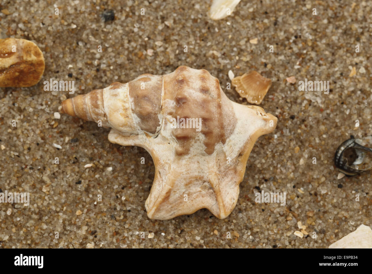 Pelicans foot shell hi-res stock photography and images - Alamy