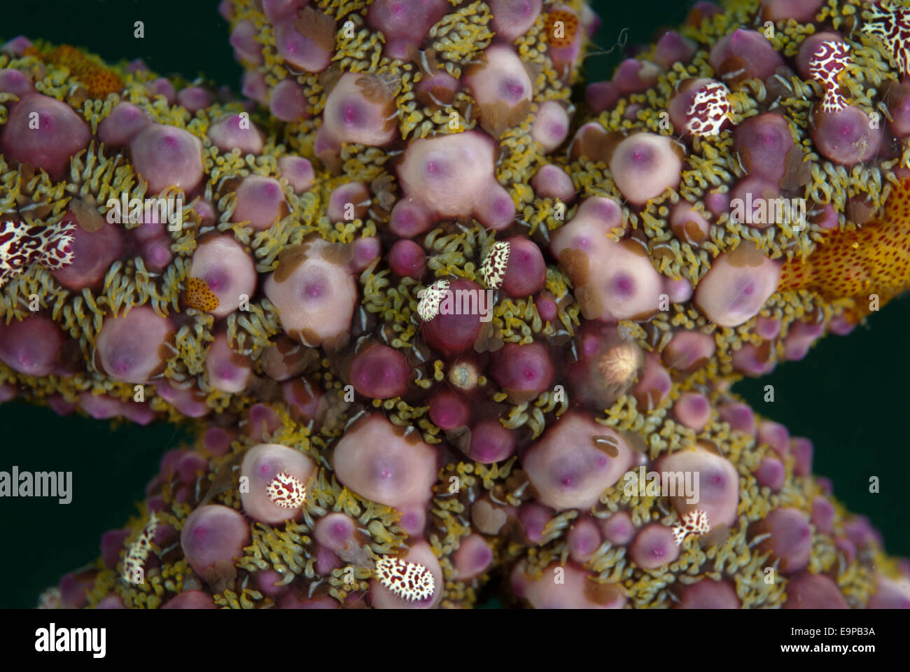 Banded bubble star hi-res stock photography and images - Alamy
