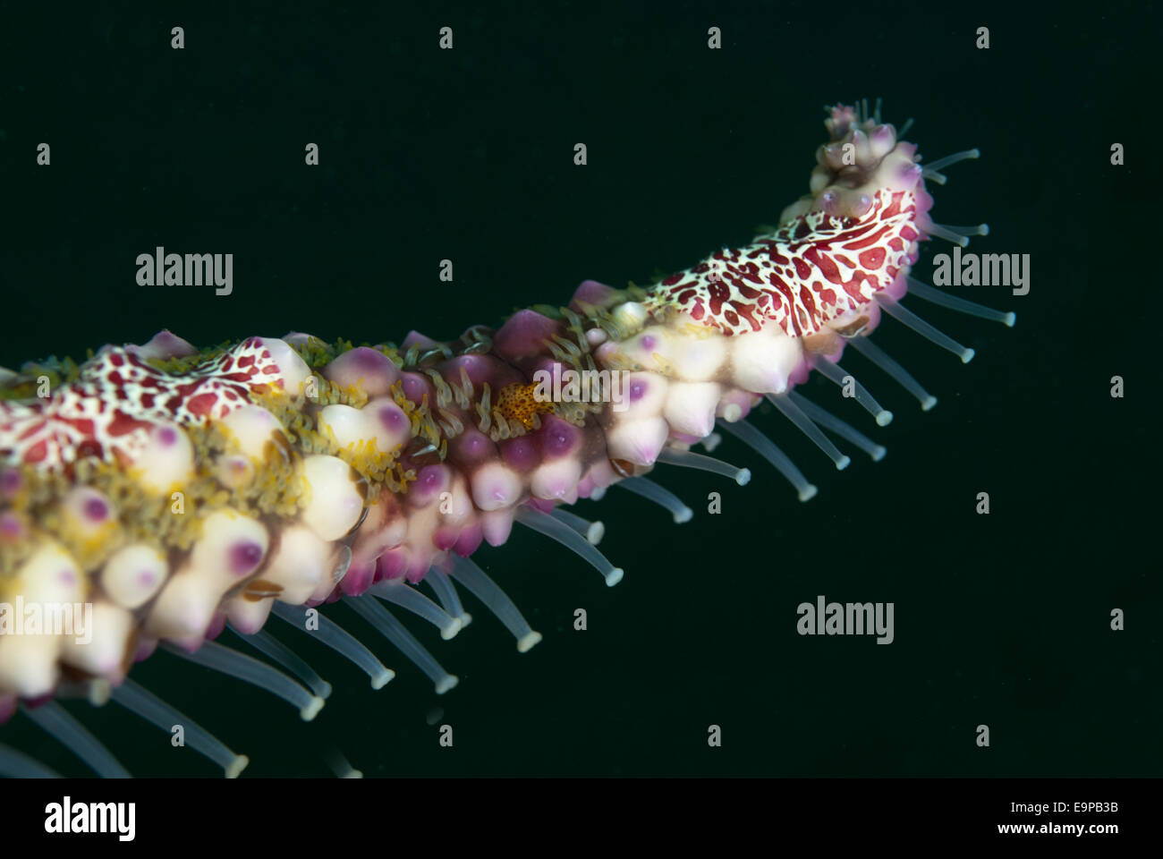 Echinasteridae hi-res stock photography and images - Alamy