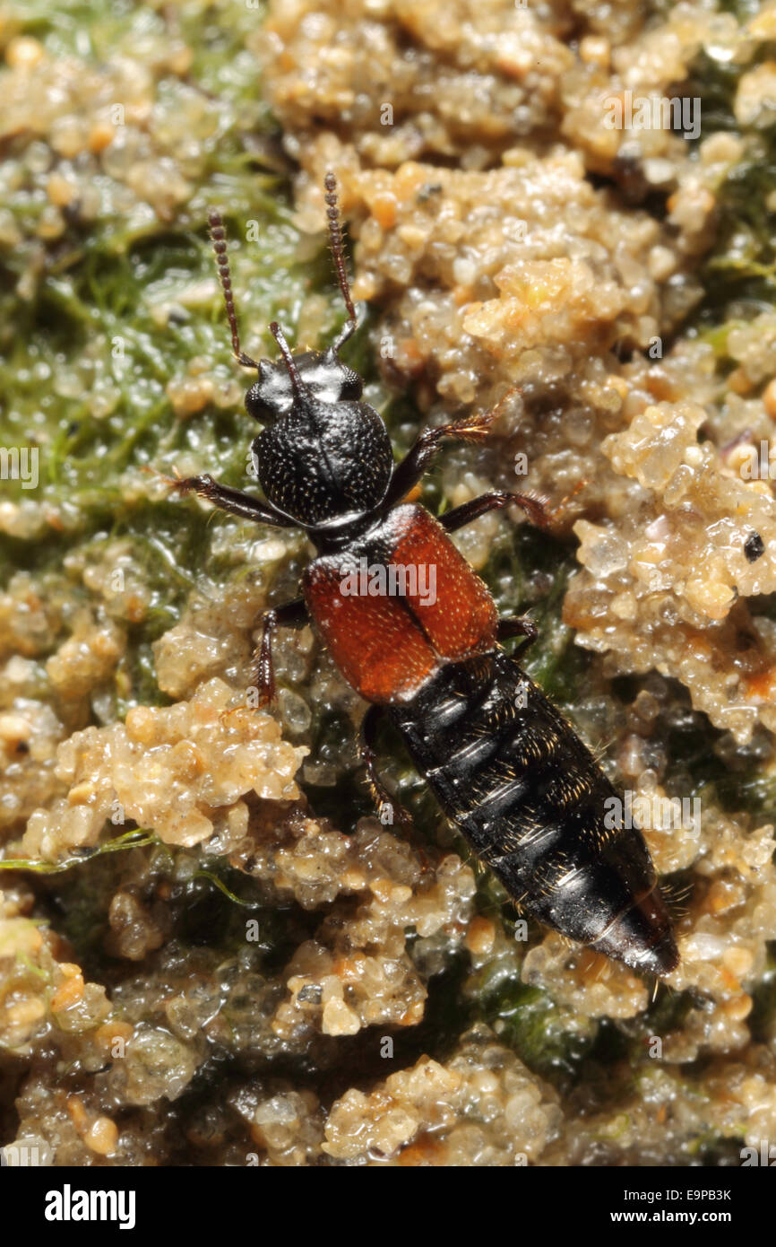 Magnificent Salt Beetle (Bledius spectabilis) adult, burrowing in sand ...