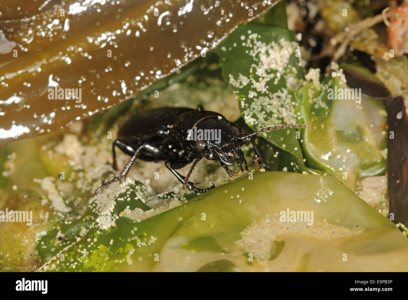 Large-headed Ground Beetle (Broscus cephalotes) adult, amongst debris ...