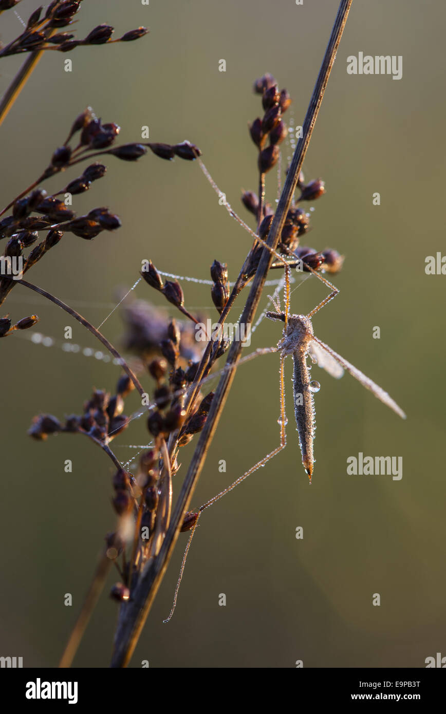Cranefly (Tipula oleracea) adult, resting on stem, covered in dew at ...