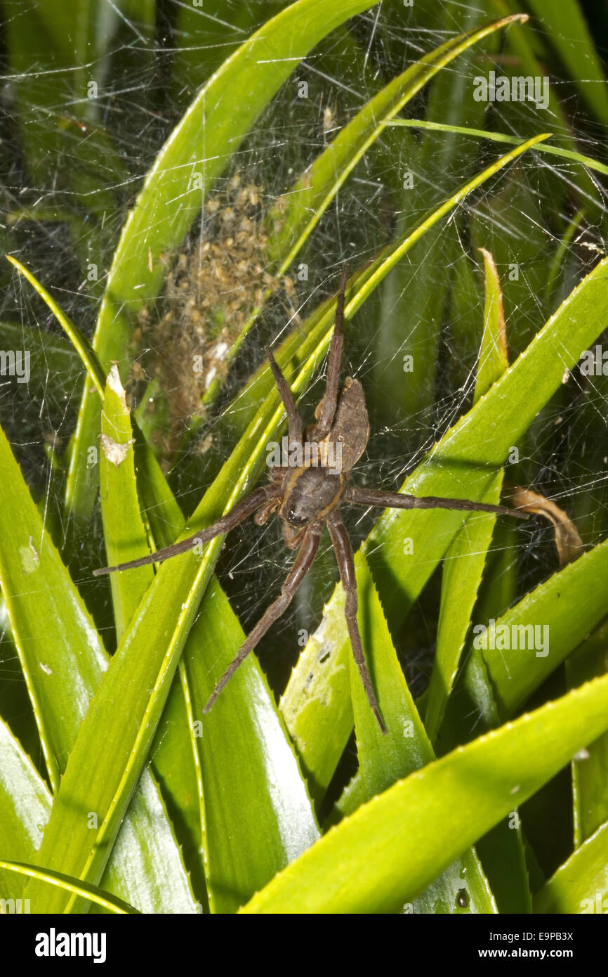 Fen Raft Spider (Dolomedes plantarius) adult female, guarding babies in ...