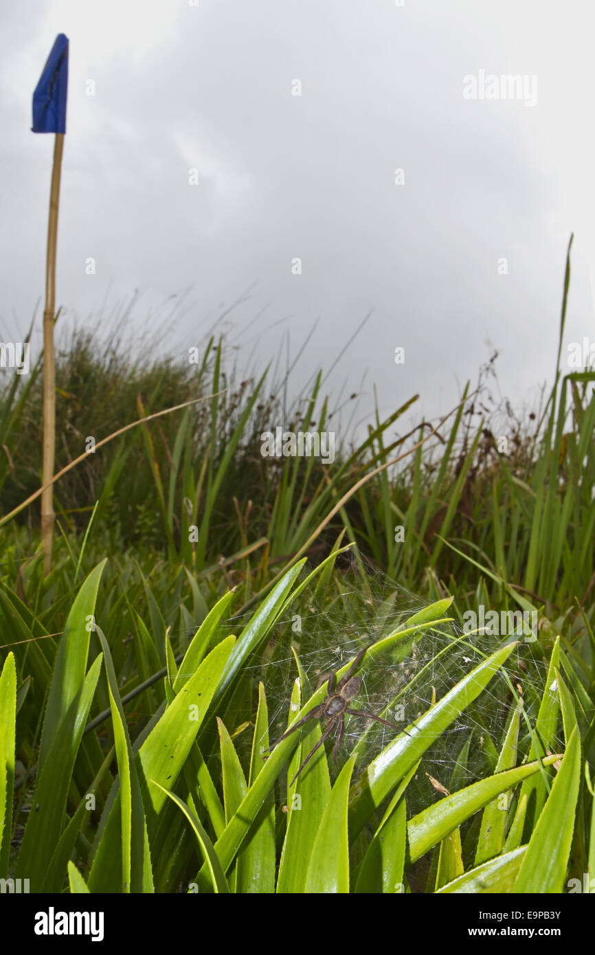 Fen Raft Spider (Dolomedes plantarius) adult female, guarding babies in ...