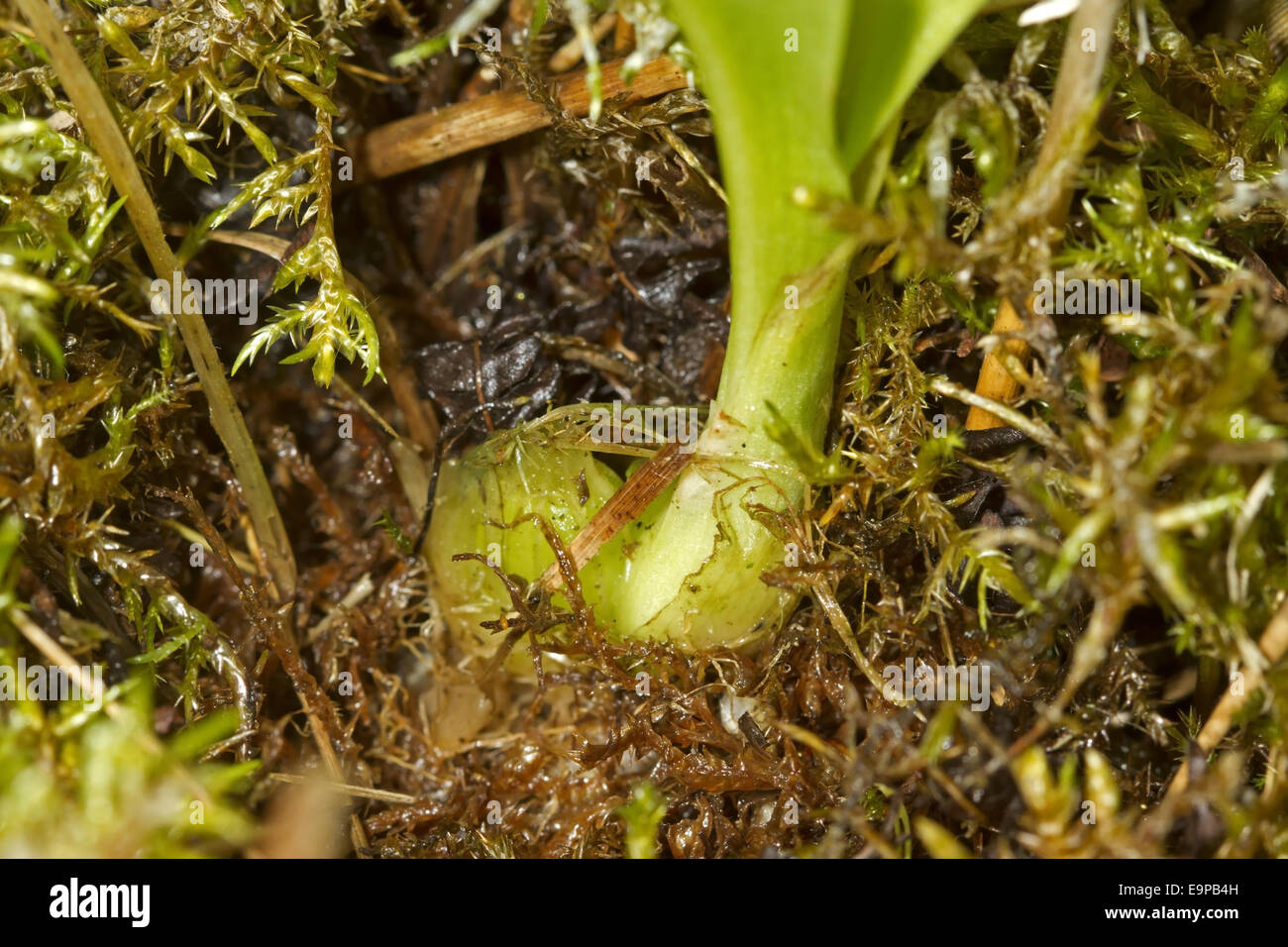 Fen Orchid (Liparis loeselii) showing 'bulb', Sutton Fen RSPB Reserve ...
