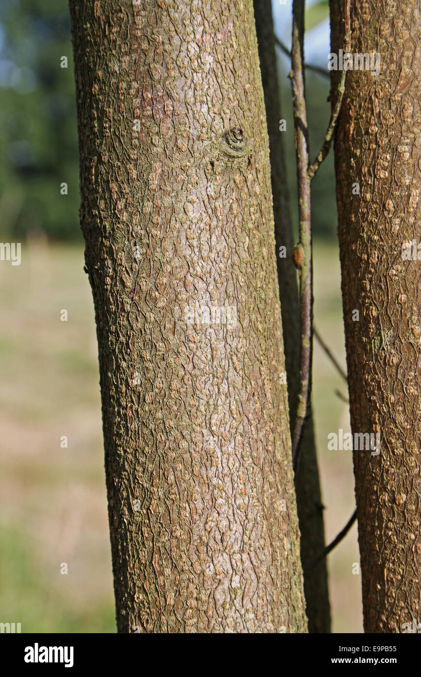 Prunus Padus Bark