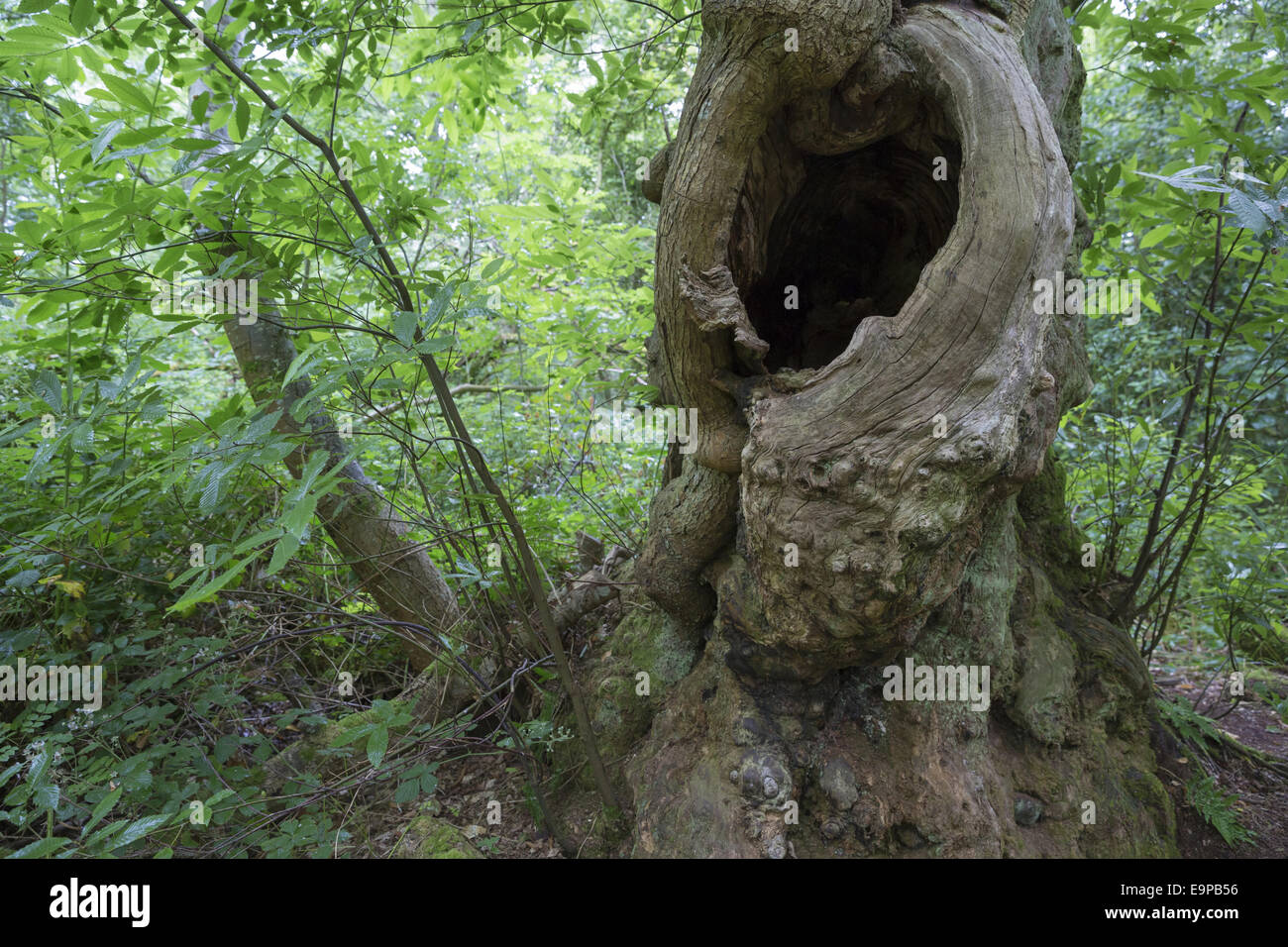 Sweet Chestnut (Castanea sativa) ancient tree, close-up of trunk with ...