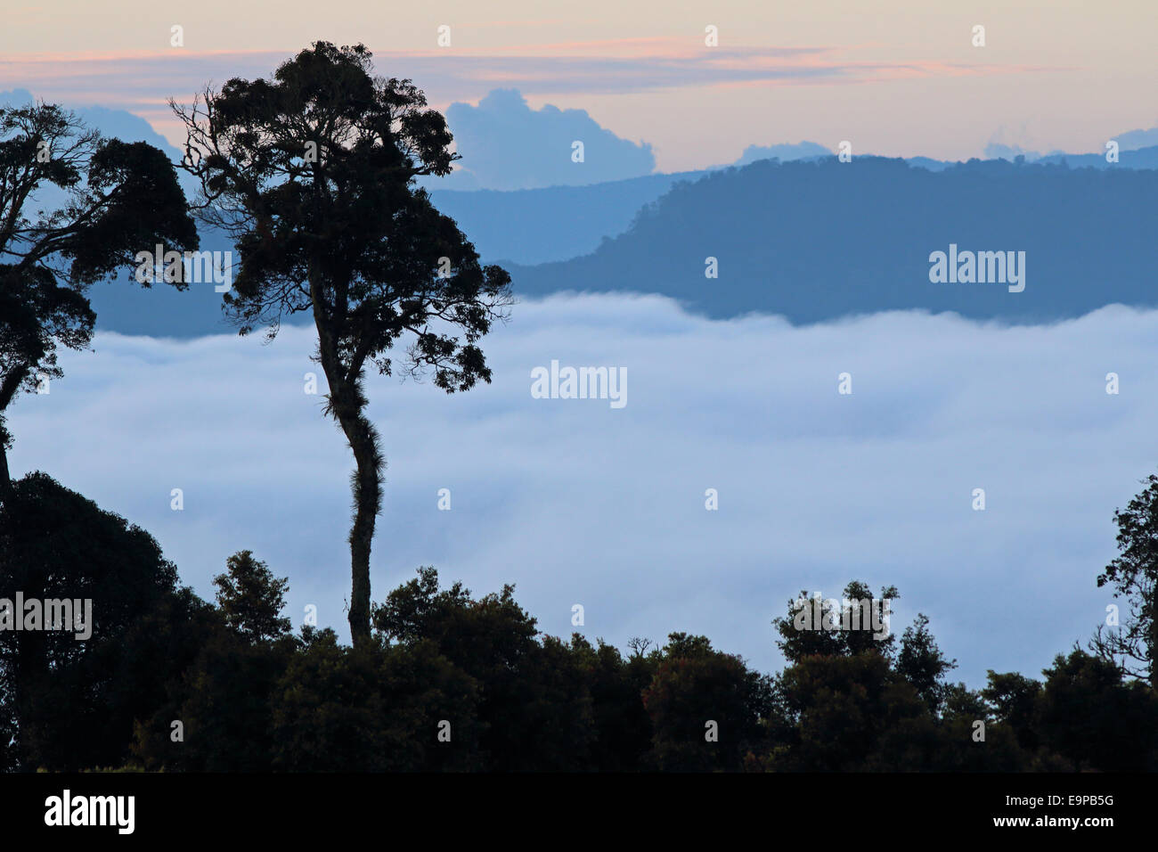 View over montane rainforest habitat with low cloud in valley at dawn ...