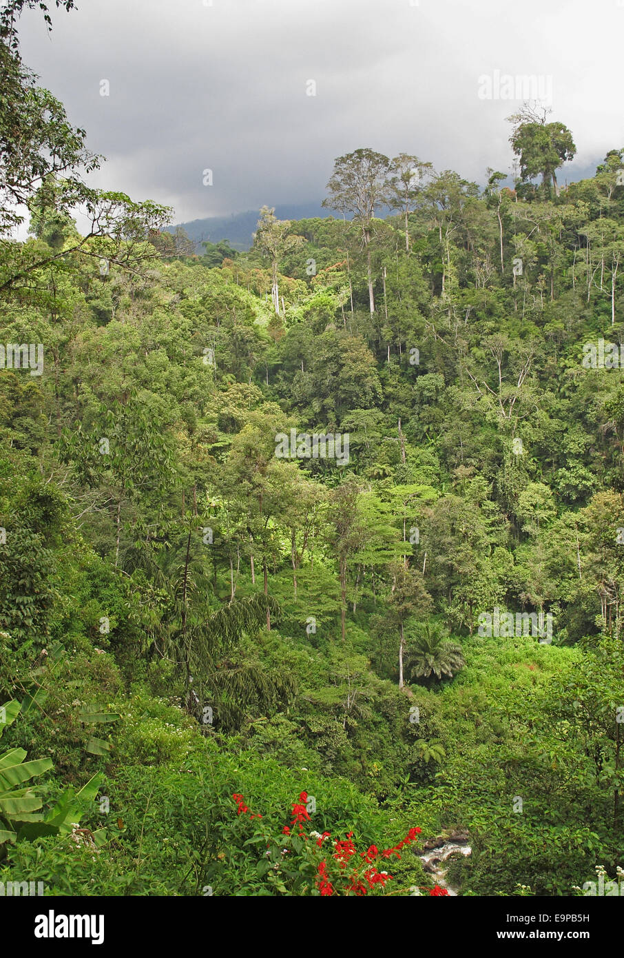 Kerinci seblat national park hi-res stock photography and images - Alamy