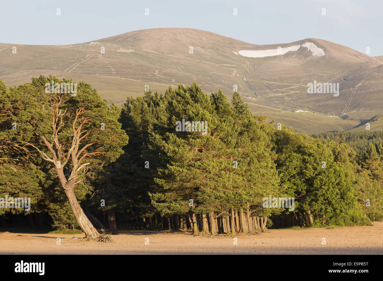 Scots Pine (Pinus sylvestris) forest habitat, growing at edge of ...
