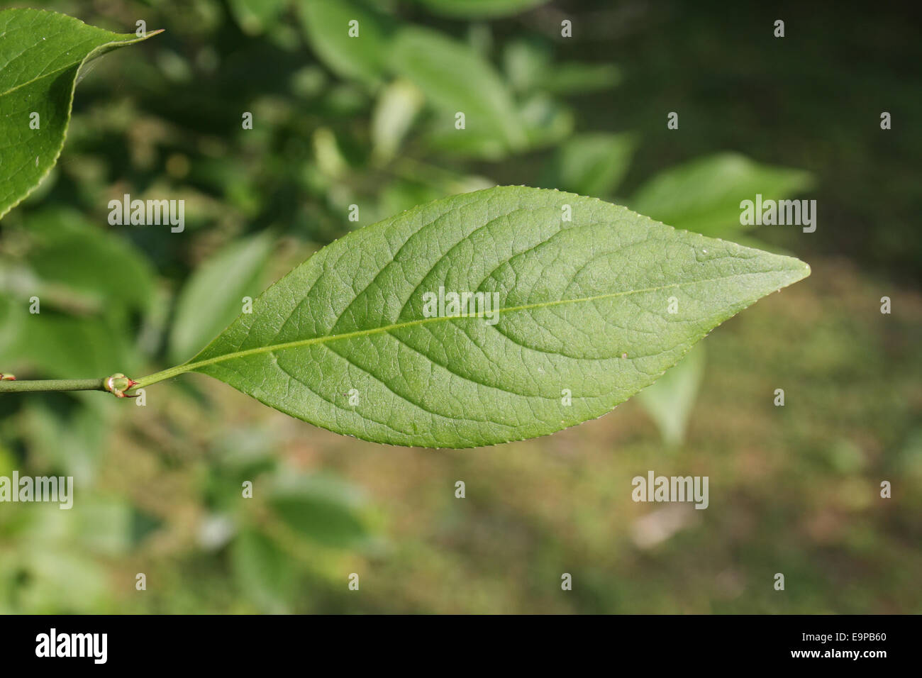 European Spindle (Euonymus europaeus) close-up of leaf, growing in ...
