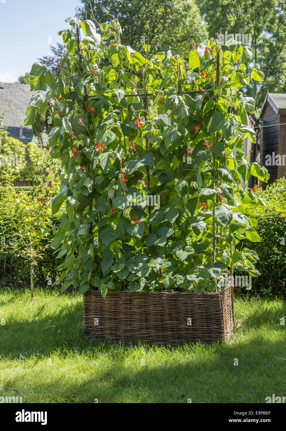 Runner Bean (Phaseolus coccineus) crop, growing in wicker container in ...