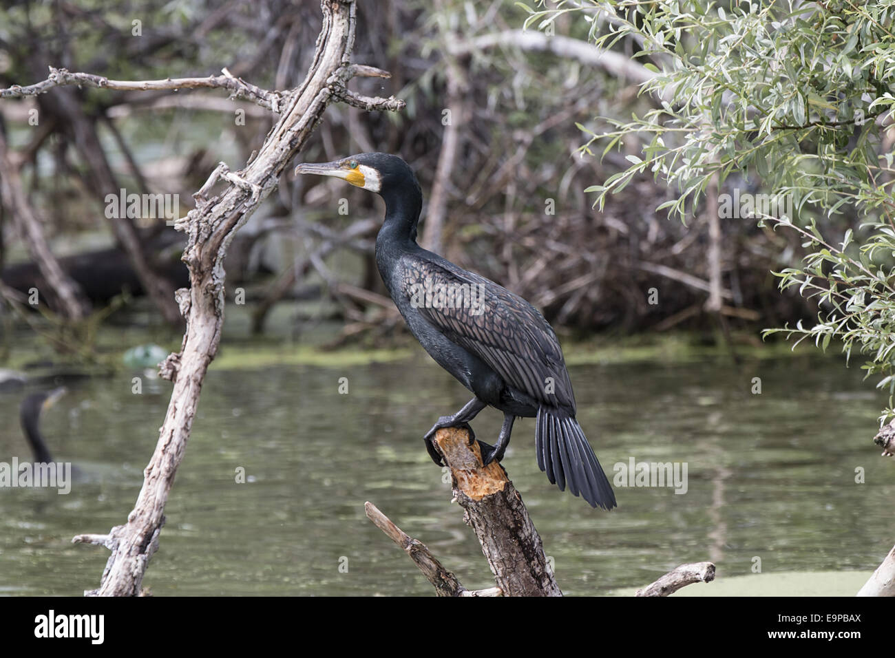 Adult Great Cormorant in breeding plumage Stock Photo - Alamy