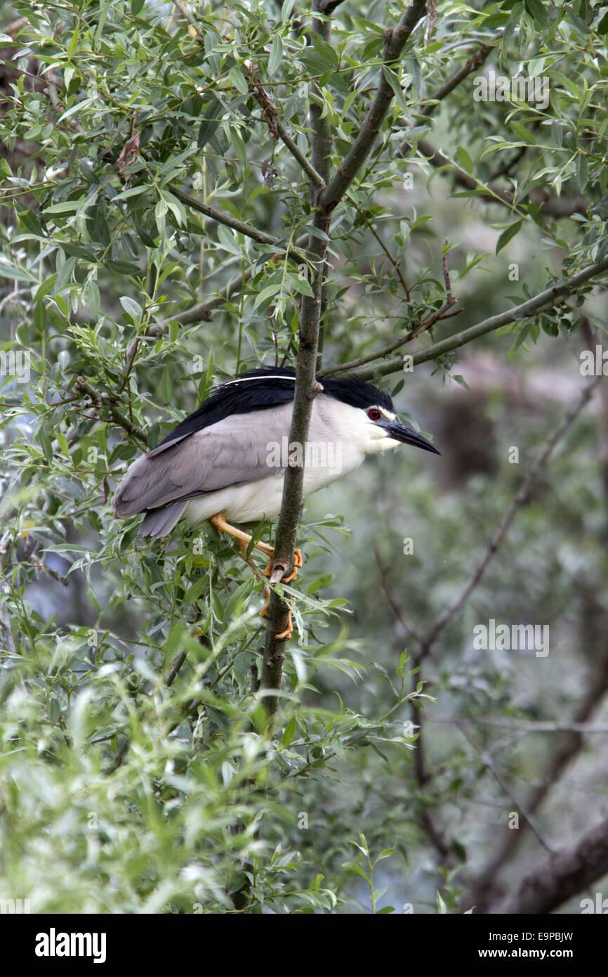 Black crowned night Heron on Willow Tree at Lake Kerkini, Northern ...