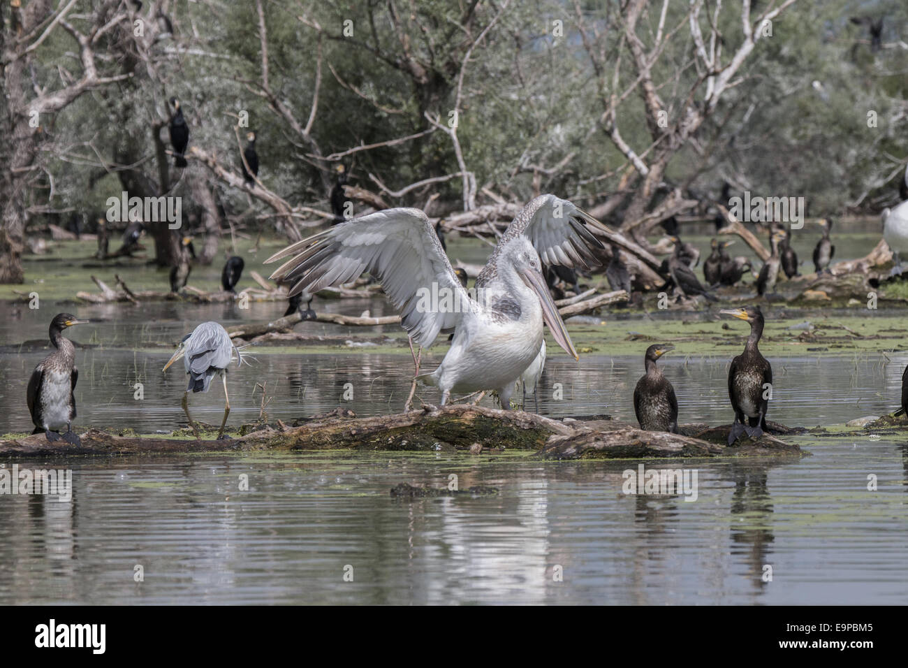Water birds on Lake Kerkini Northern Greece, Grey Heron, Dalmatian ...