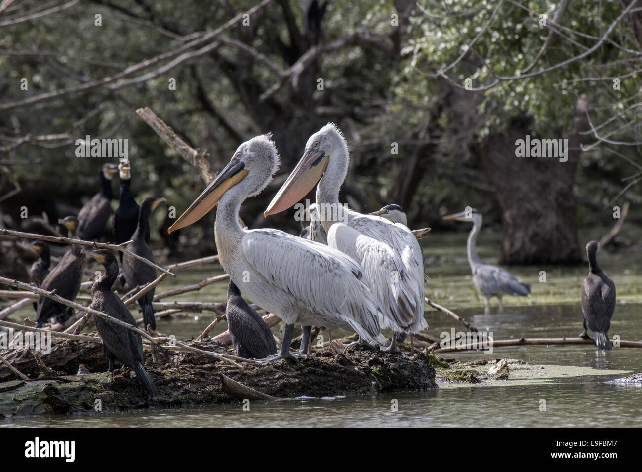 Birds on her hi-res stock photography and images - Alamy