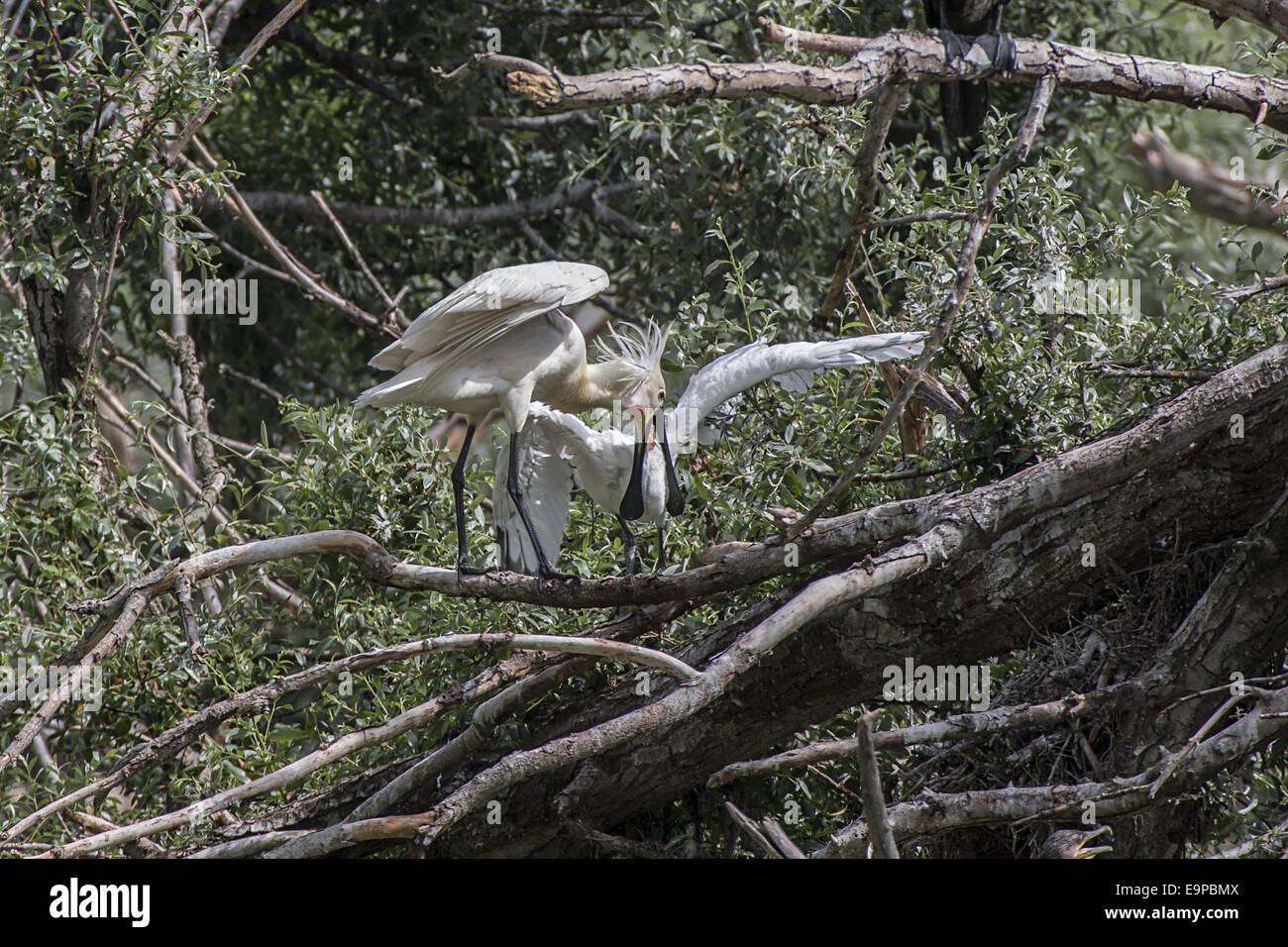 Spoonbill regurgitating food to young at Lake Kerkini, Greece Stock ...