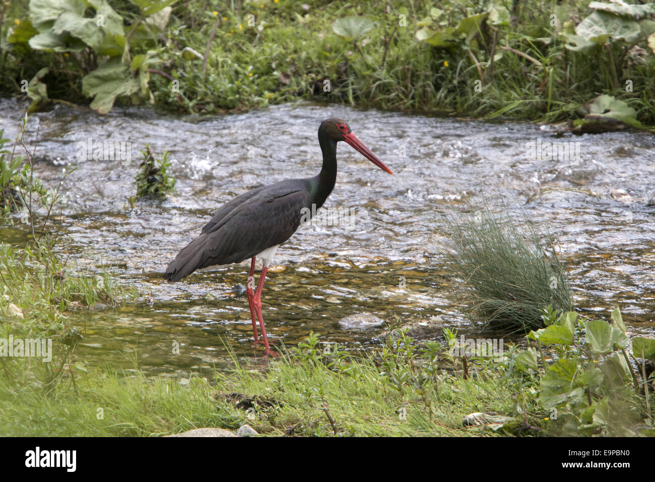 Black Stork standing in stream - Bulgaria Stock Photo - Alamy